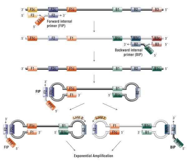 Nicking Enzyme Amplification Reaction