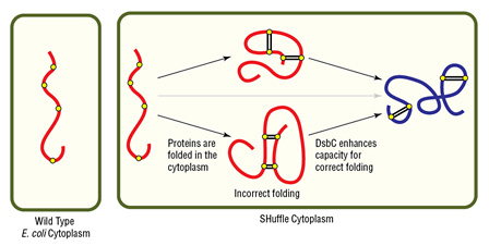 E. coli Expression Strains Information | NEB